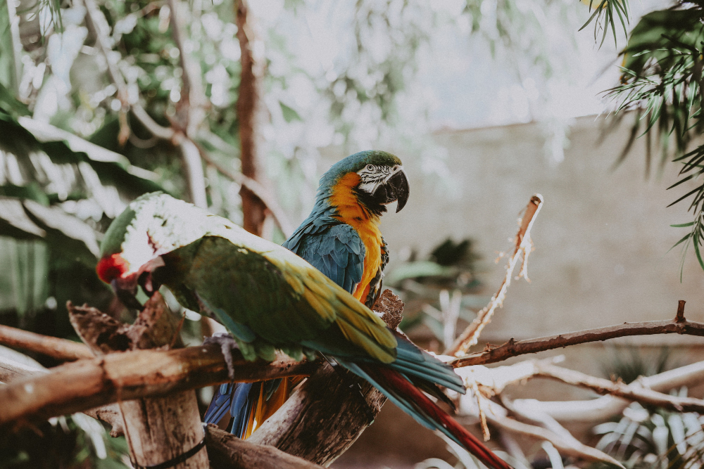 Zoologico
